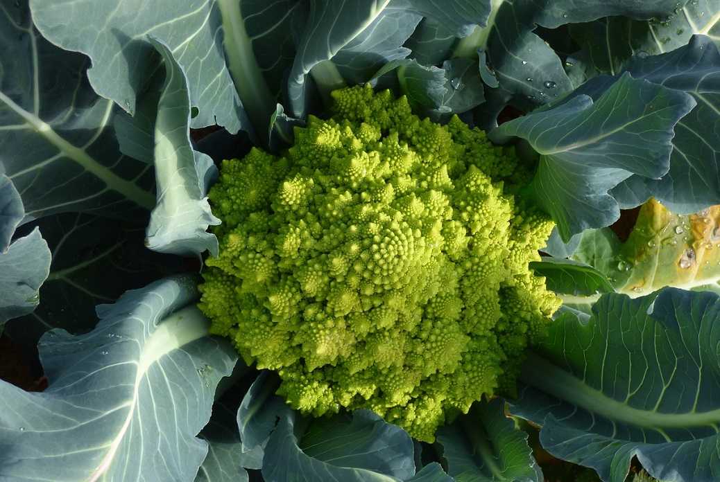 5 Delicious Types of growing broccoli In Your Garden