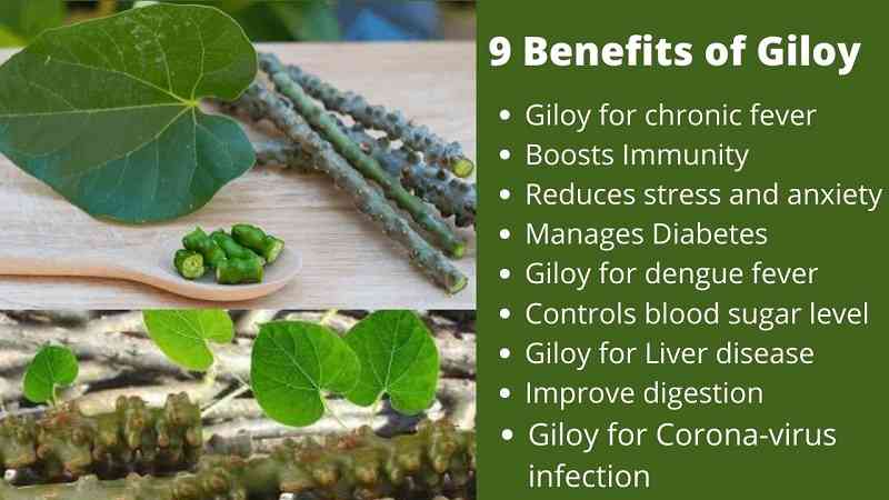 Benefits of Giloy ghanvati | Surprising 9 Benefits of Giloy Juice