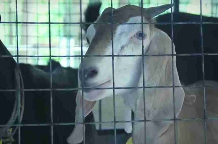 Best goat breed in India | Top 8 Most Demanding Goat Varieties for Meat ...