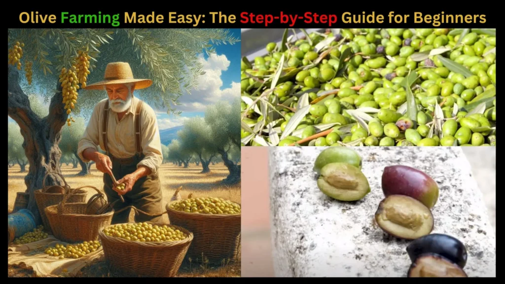Olive Farming Made Easy: Step-by-Step Guide for Beginners